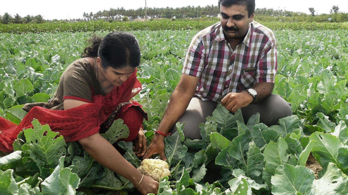 Couple reaps success in organic farming - The Hindu