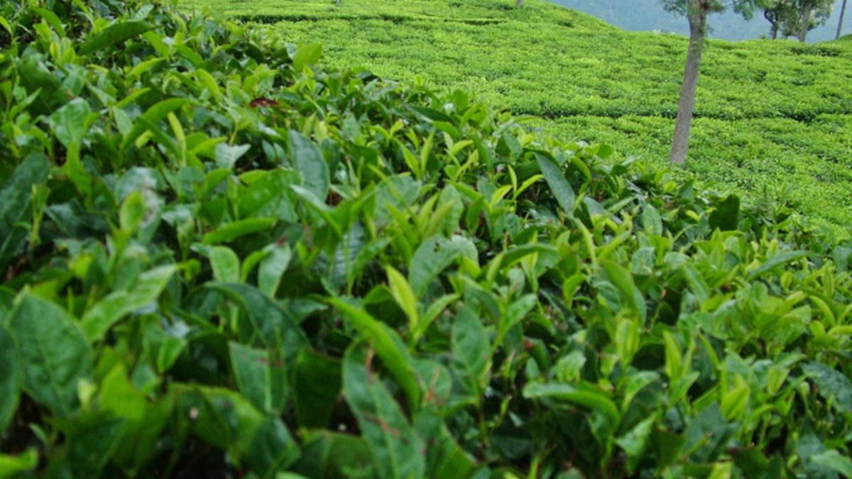 Indian tea export earnings drop on lower volumes - The Hindu