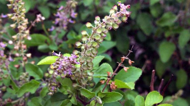Indian scientists decode Tulsi plant genome - The Hindu
