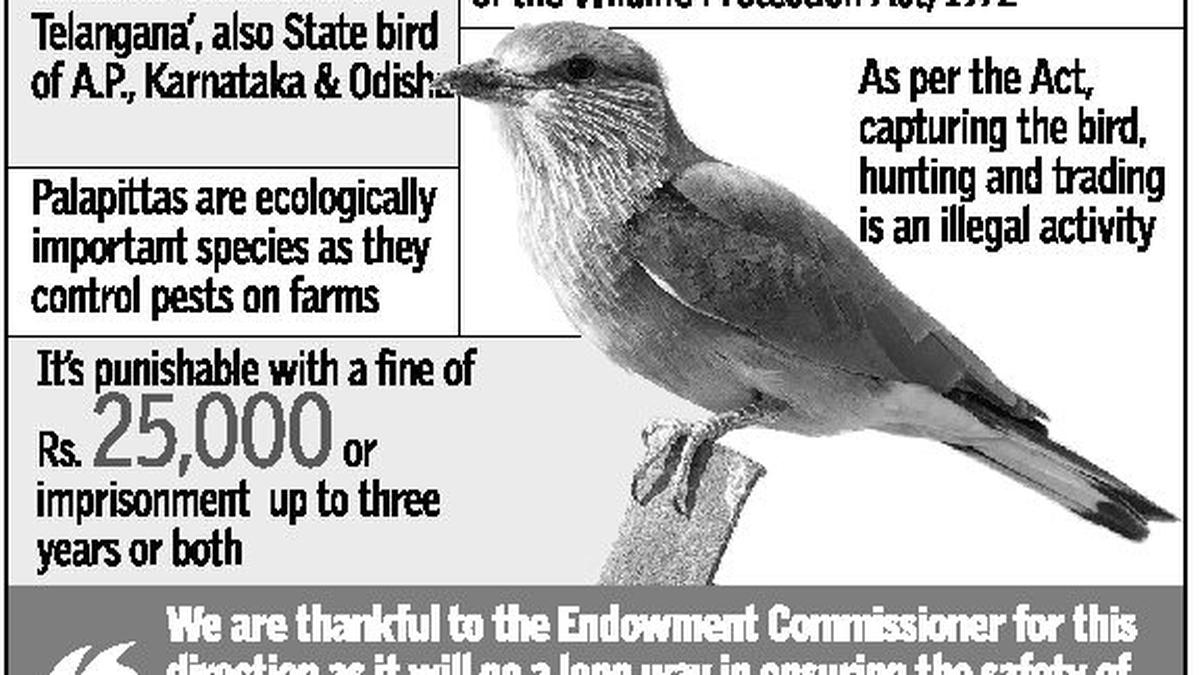 Bold move to save Palapitta - The Hindu