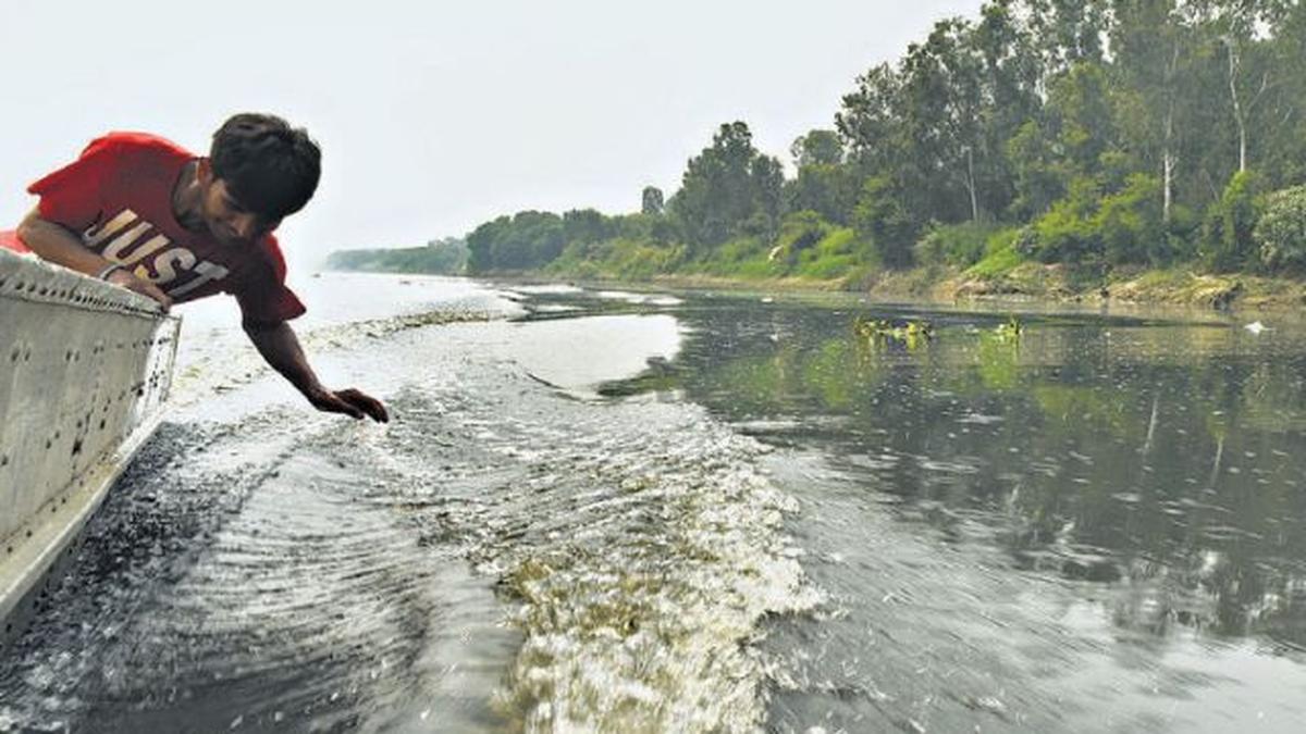 Down the river Yamuna - The Hindu