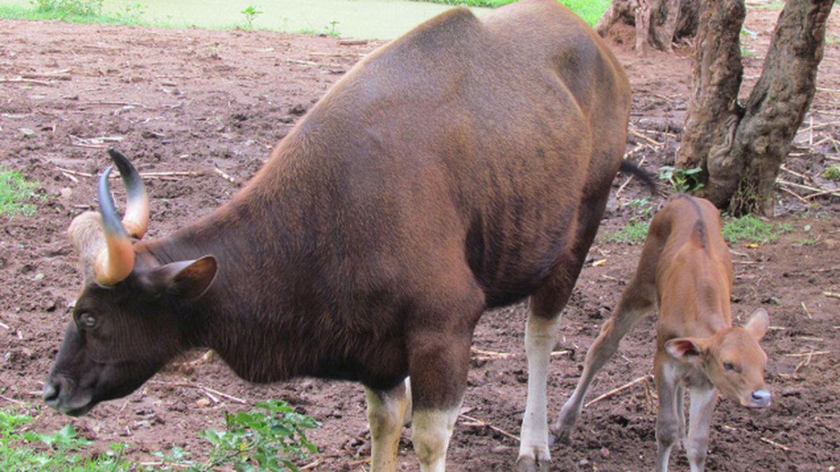 Indian Gaur gives birth to calf at Vandalur zoo - The Hindu