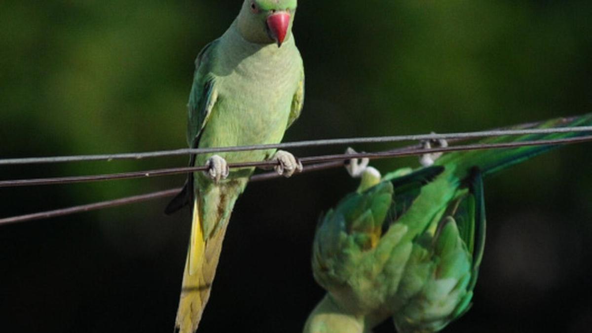 “I never allow them to go hungry” - The Hindu