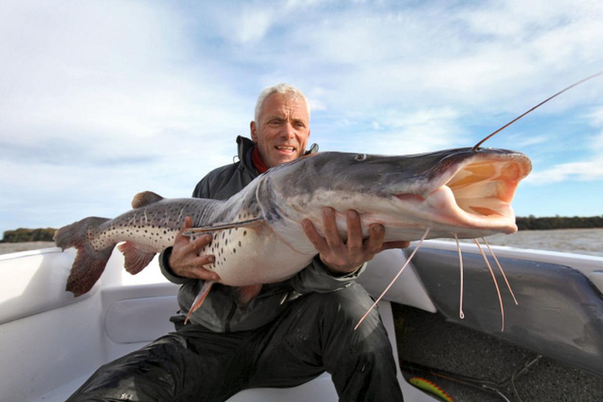 Jeremy Wade Redtail Catfish