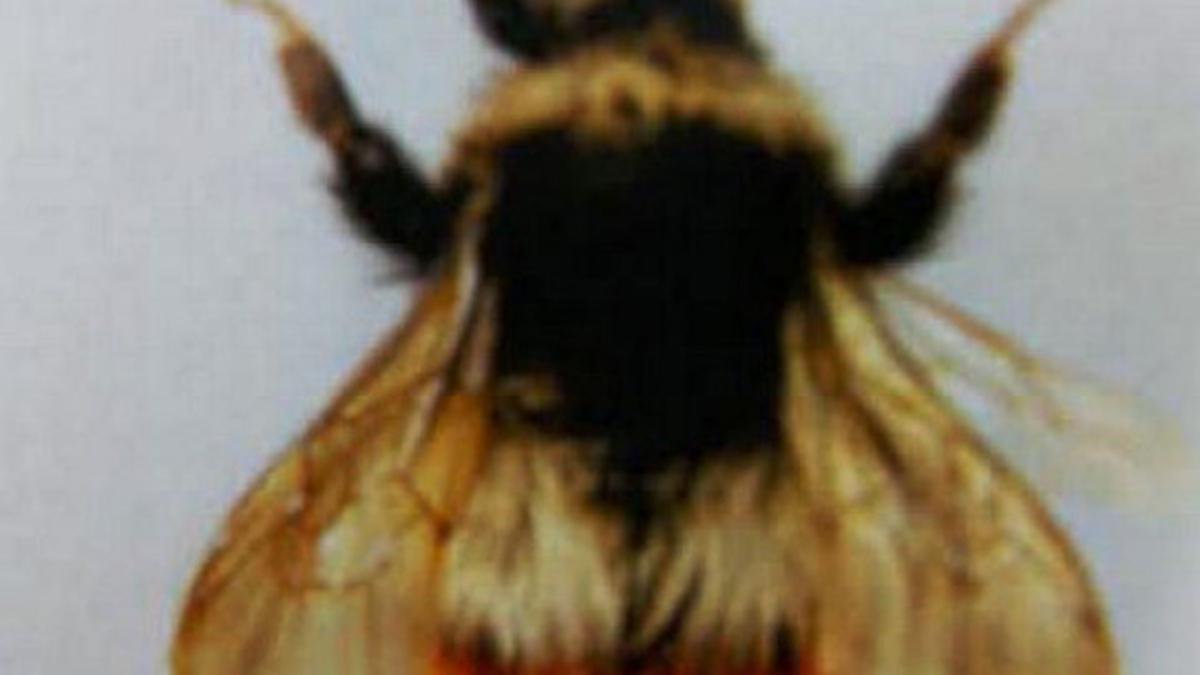 India home to 48 species of bumblebees - The Hindu