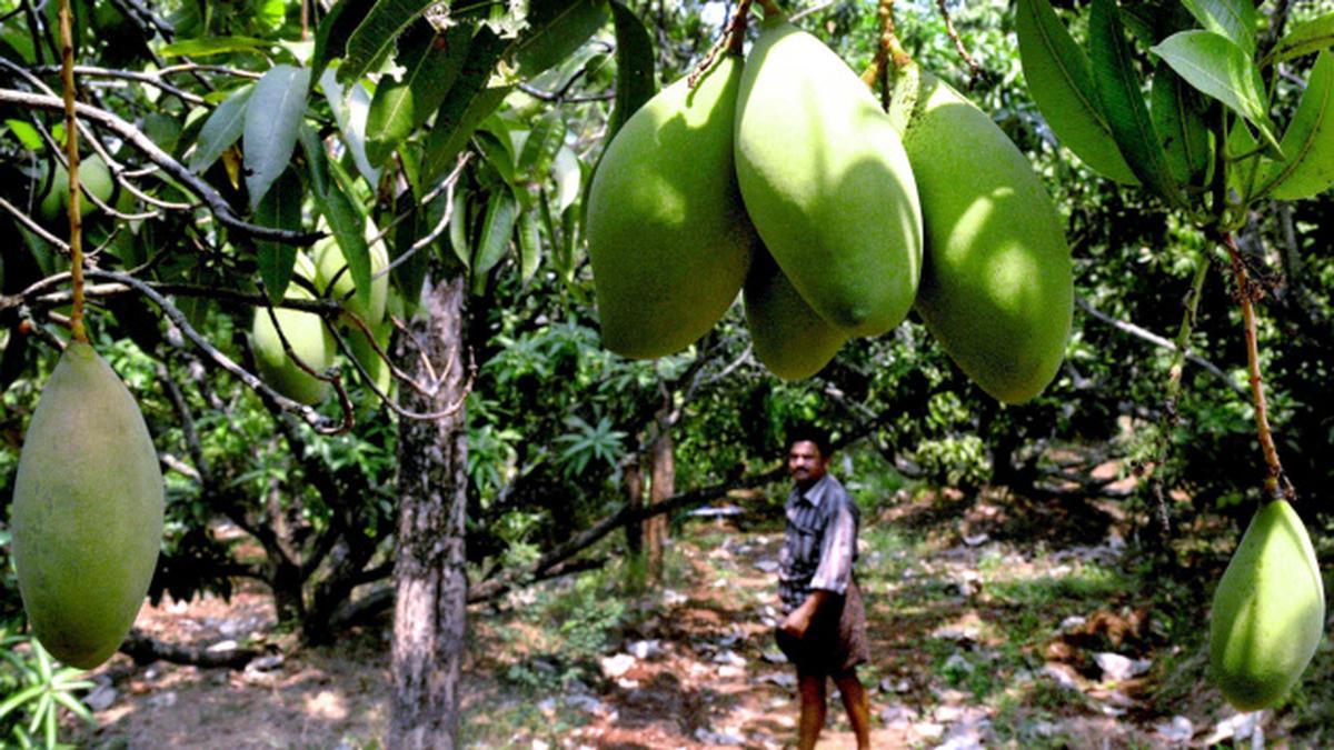 Muthalamada mangoes are no longer early birds - The Hindu