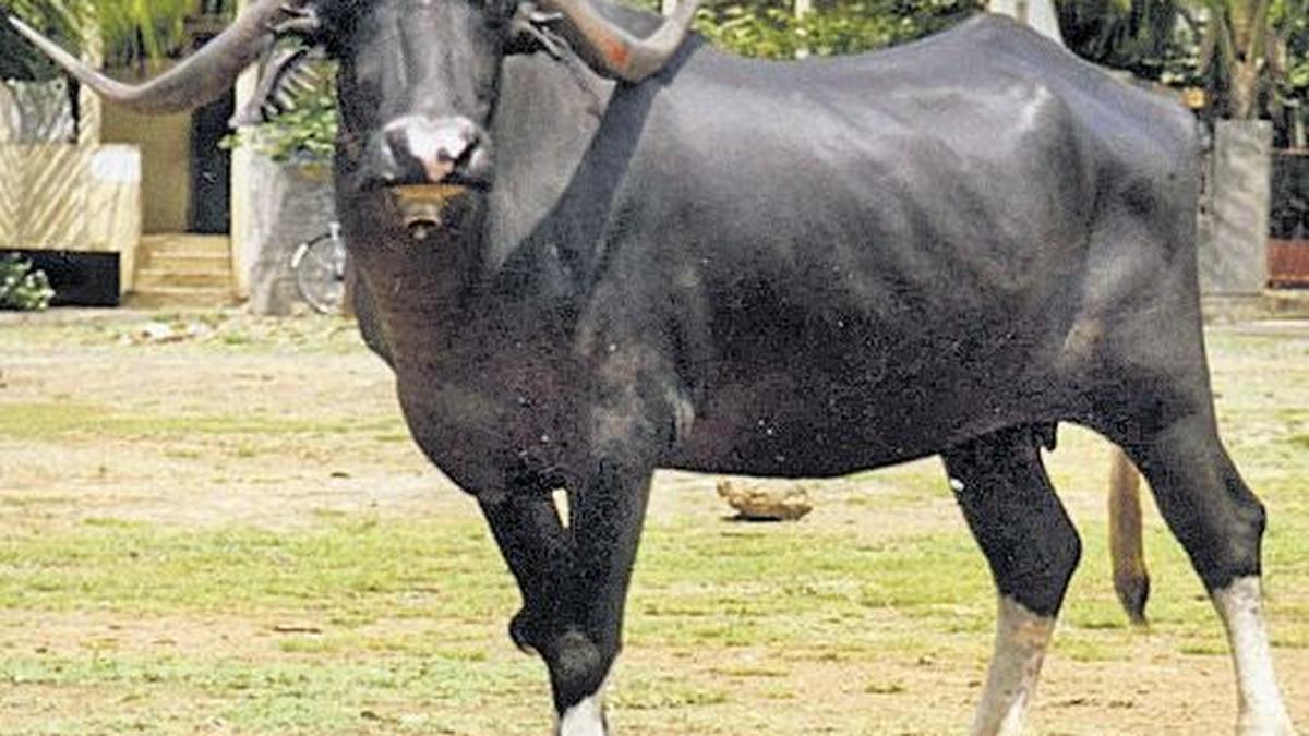 River buffalo ‘first domesticated in India’ - The Hindu