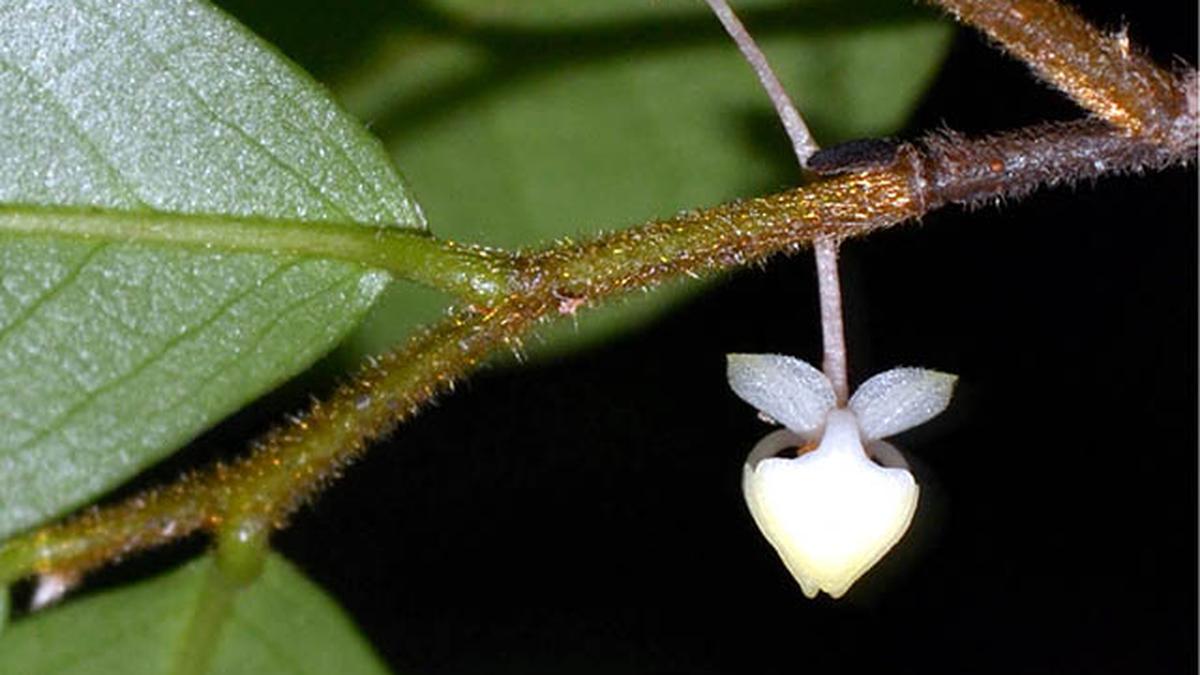 Two rare tree species discovered - The Hindu