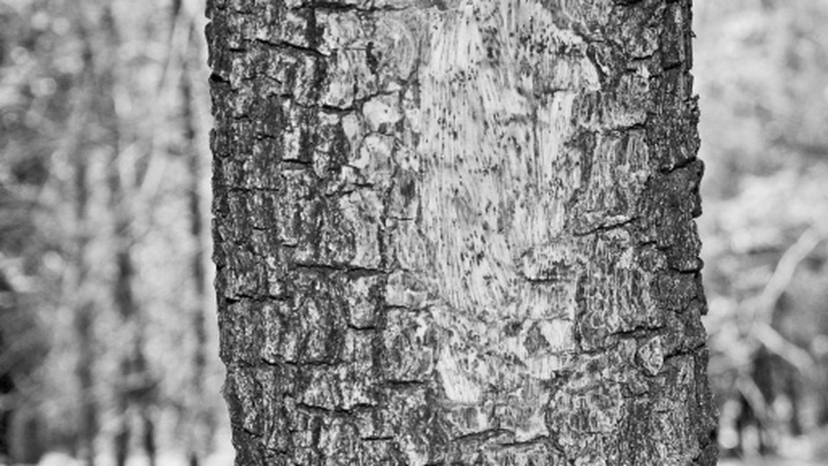 Red sanders’ epic connect - The Hindu