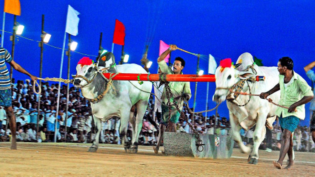 Ongole bulls have a fight to the finish - The Hindu