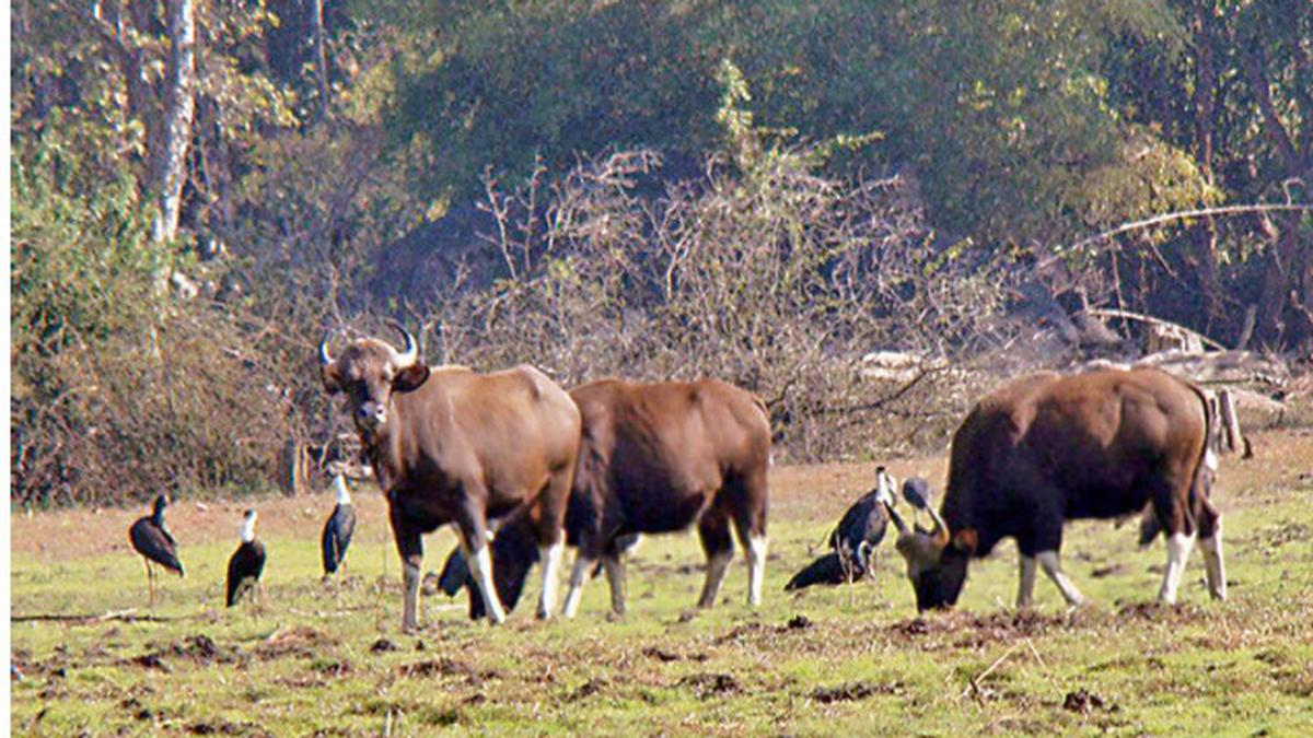 Telangana documents its fauna, flora - The Hindu