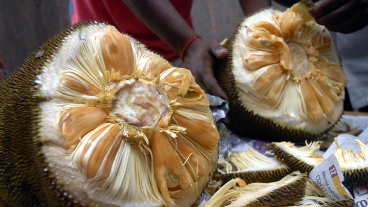 Mango, jackfruit mela from May 29 - The Hindu
