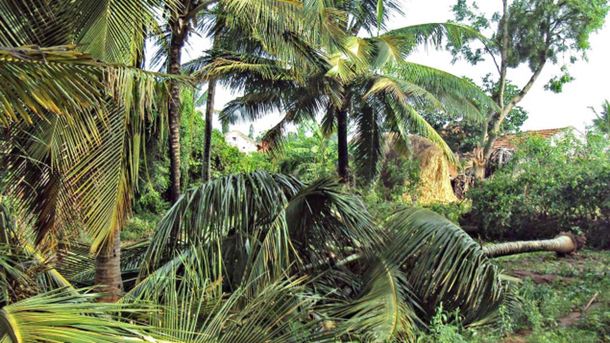 Rain wreaks havoc in Arkalgud - The Hindu