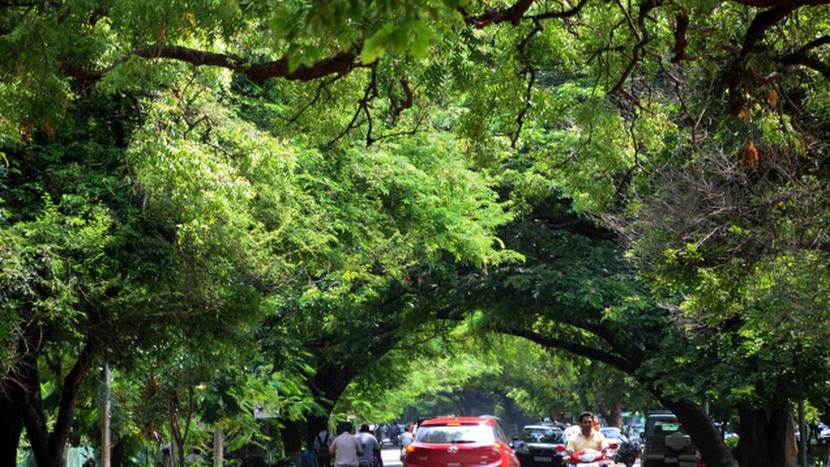 Trees in the city of Coimbatore - The Hindu