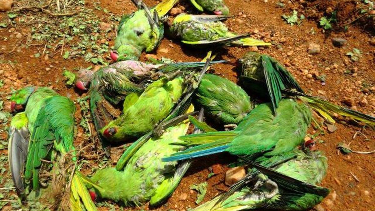 1,570 birds perish in heavy rain - The Hindu