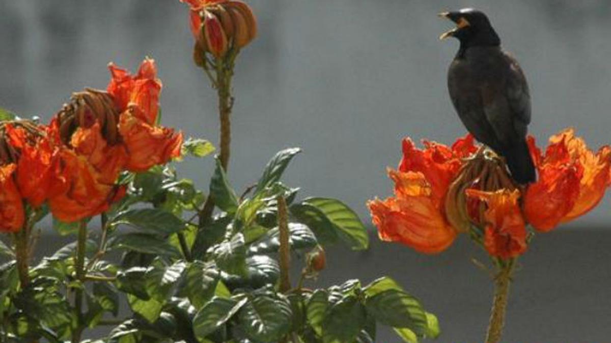 Set them free - The Hindu