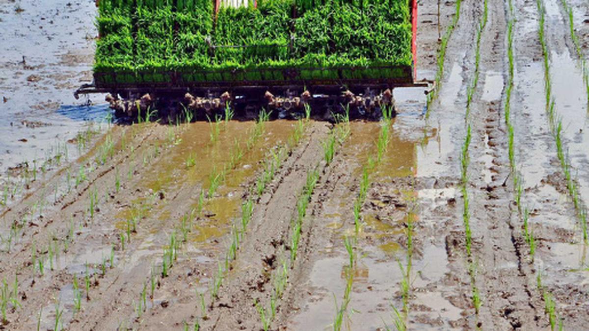 Area under paddy cultivation set to exceed 40,000 hectares - The Hindu