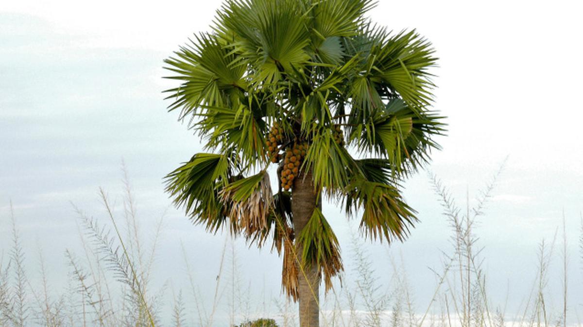 Palms, the WAY - The Hindu