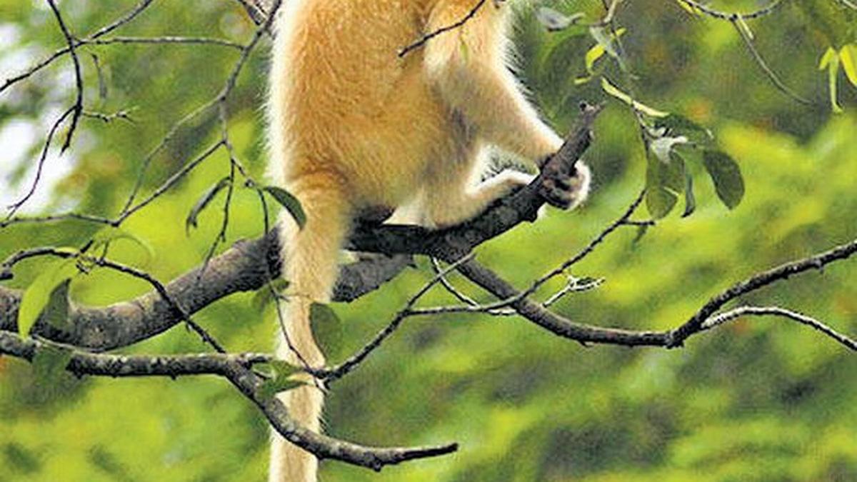 Half of mammals face habitat loss: ZSI - The Hindu