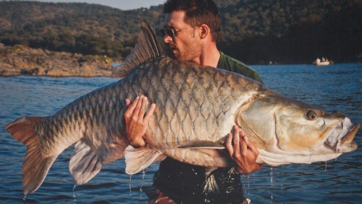 Save the mighty mahseer - The Hindu