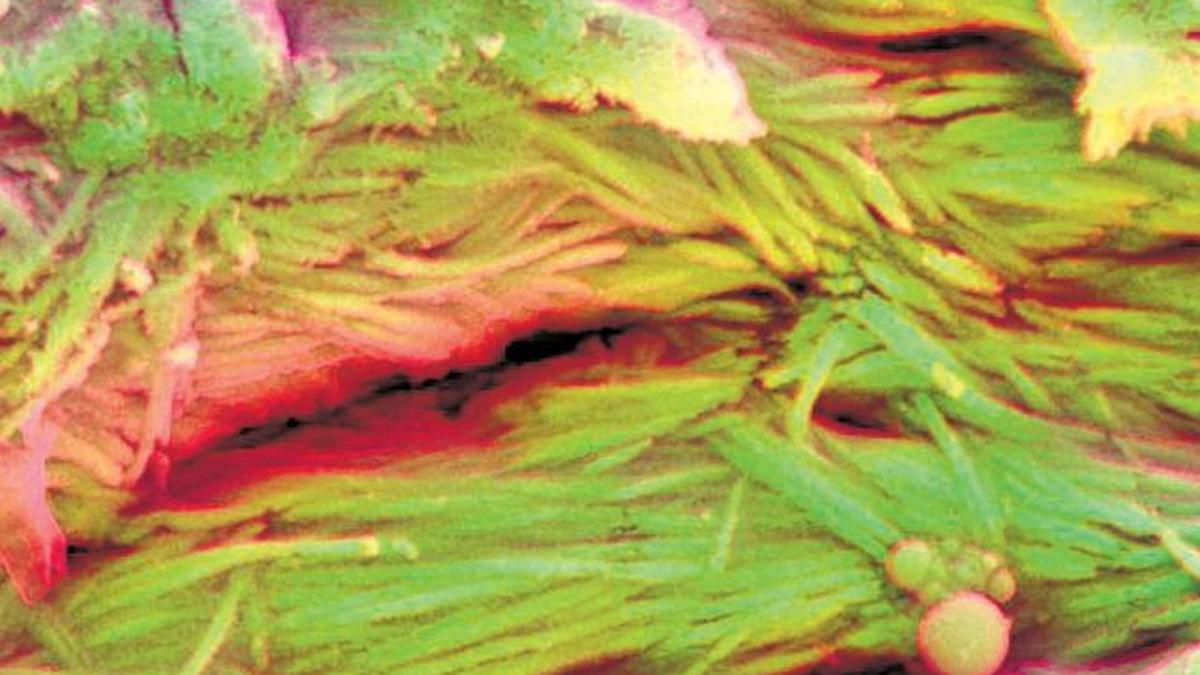 Now, soft tissue found in ancient dinosaur samples - The Hindu