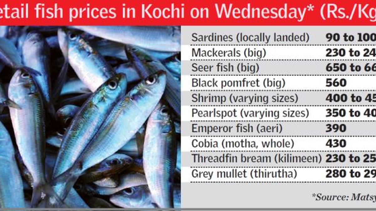 Fish scarcity looms large as prices go up - The Hindu