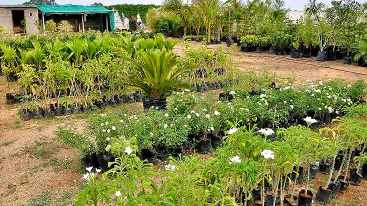 Telangana gets ready for ‘Haritha Haram’ - The Hindu