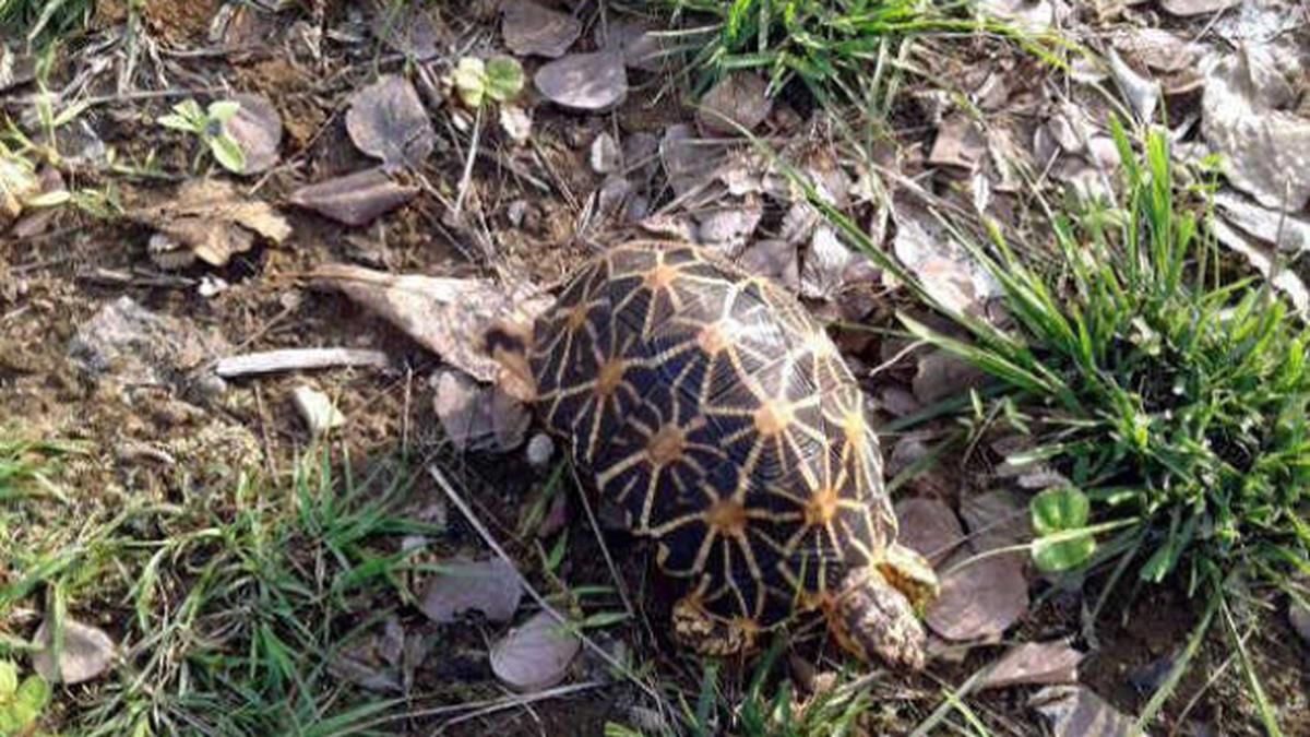 Star tortoises find habitat in STR - The Hindu
