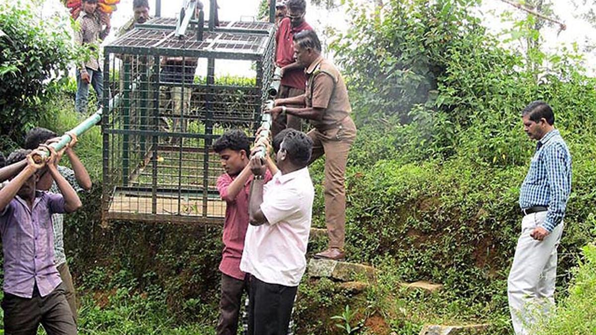 Three injured in bear, gaur attacks in The Nilgiris, Valparai - The Hindu