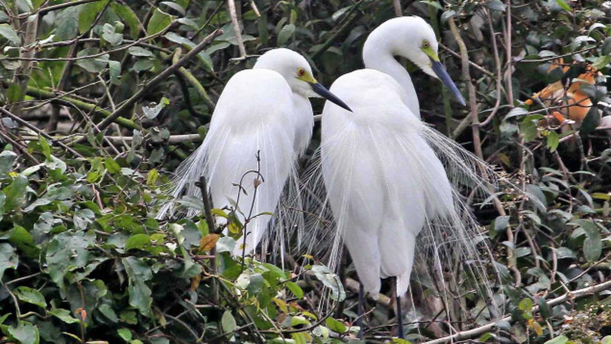 Panamaram heronry to get new status - The Hindu