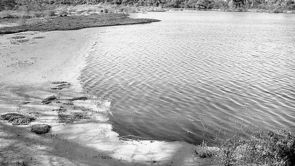 Lingambudhi Lake to be conserved as biodiversity hotspot - The Hindu