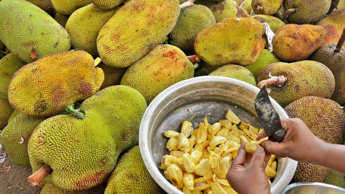 Tribals seek preservation of jackfruits - The Hindu