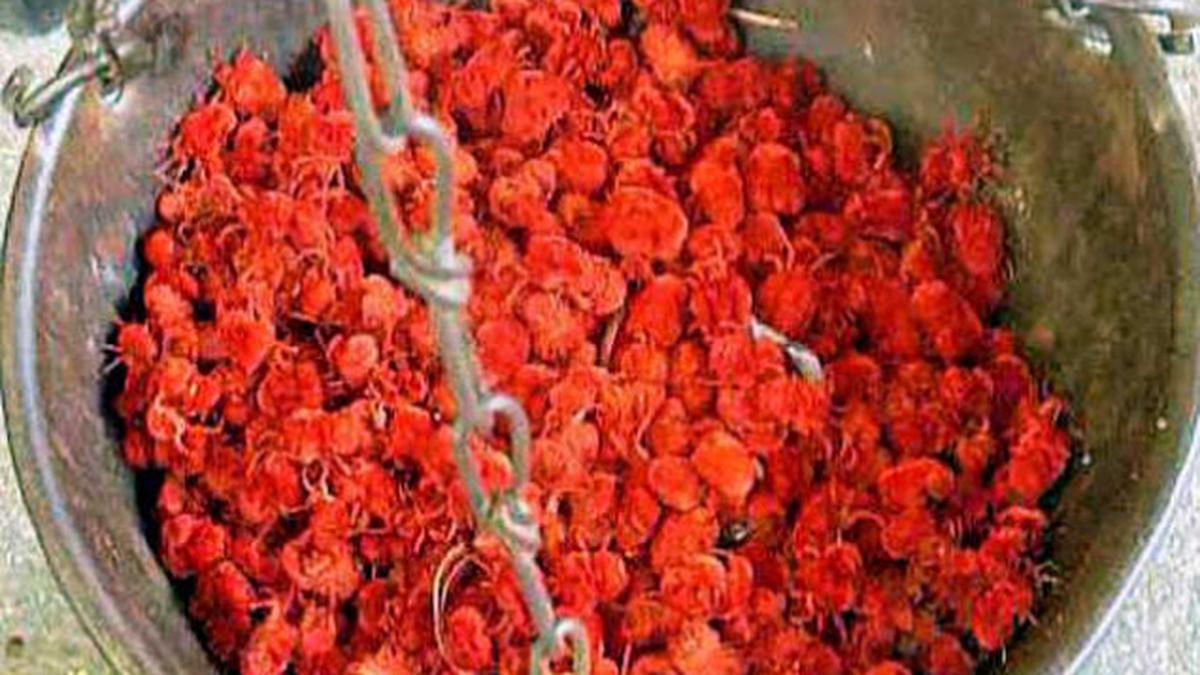 Rare breed of insects in huge demand - The Hindu