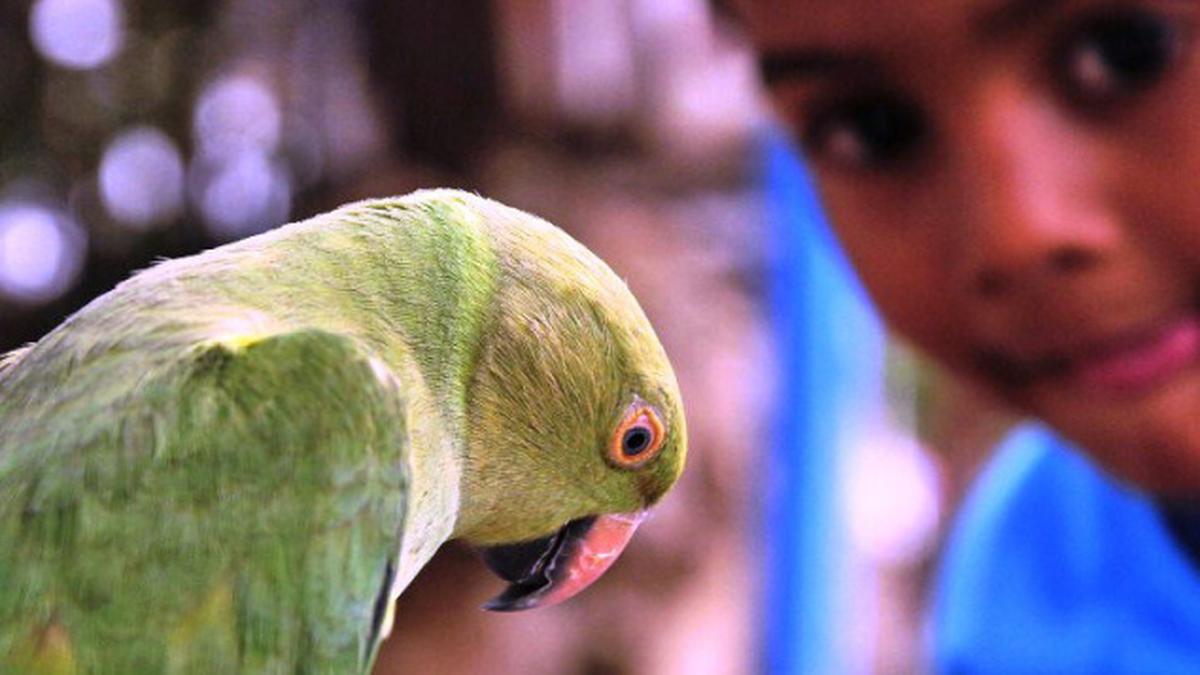 How do parrots talk? - The Hindu