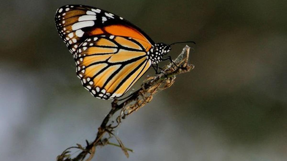 Trailing butterflies - The Hindu