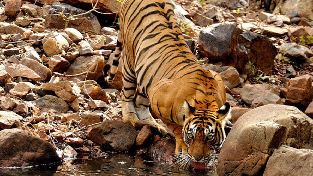 T-24, the tiger in the news - The Hindu