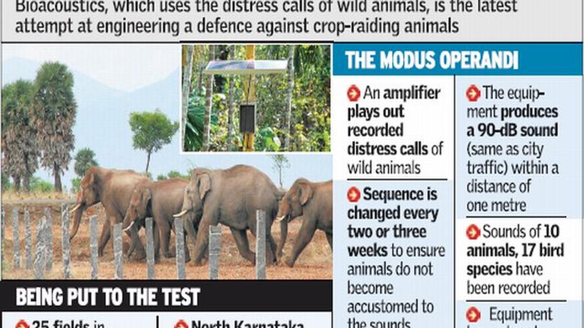 An invisible defence against crop-raiding animals - The Hindu