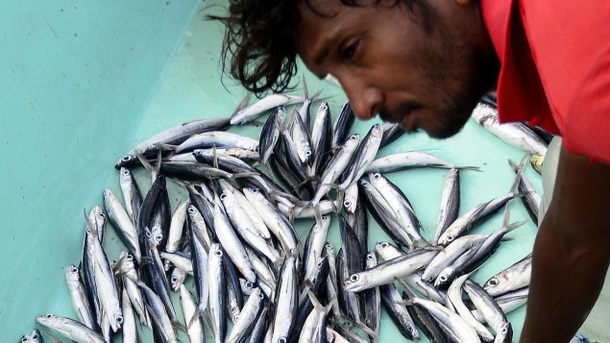 A time for flying fish and prawns - The Hindu