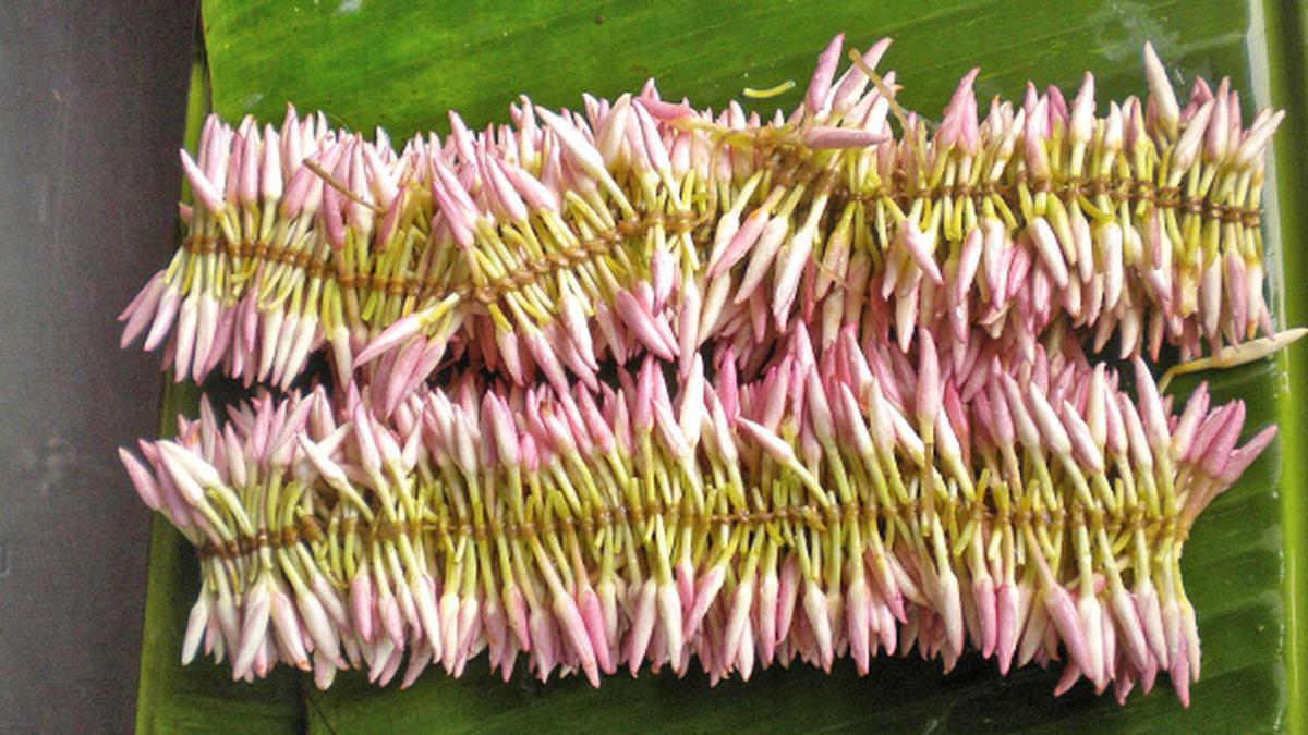 Growers cultivating ‘Jaaji mallige’ as alternative crop during monsoon ...