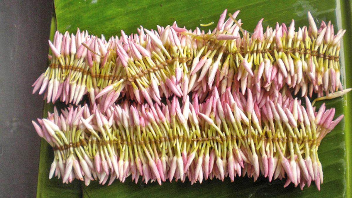 Growers cultivating ‘Jaaji mallige’ as alternative crop during monsoon ...