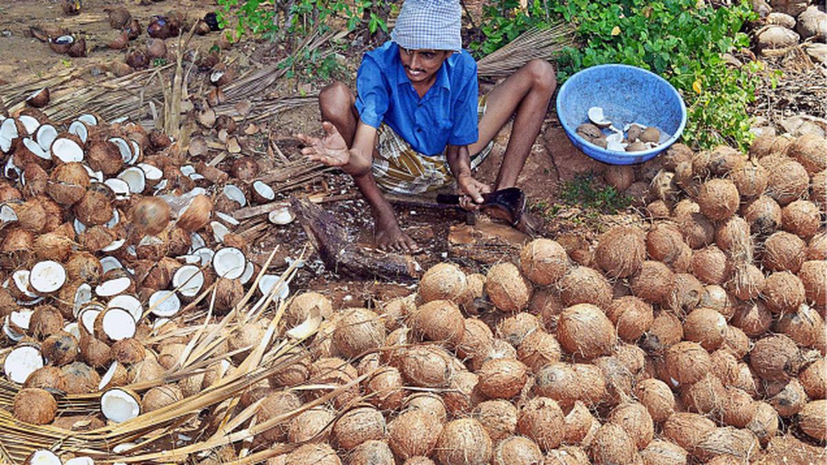 Coconut cultivators seek infrastructure for value addition - The Hindu