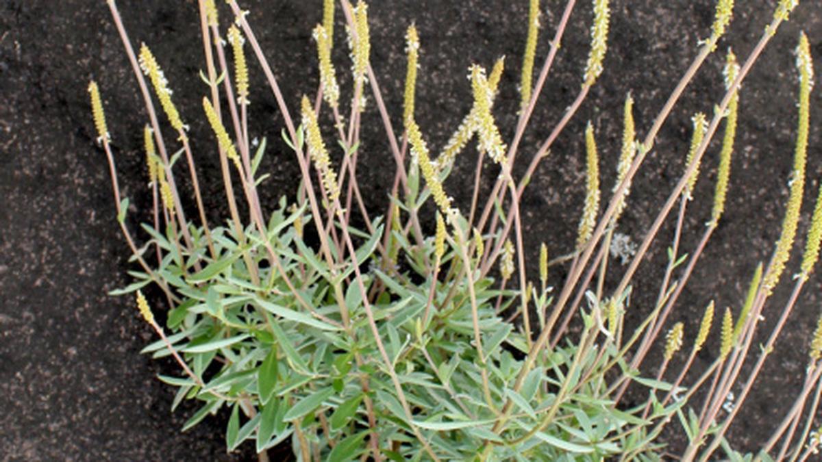 2 new plant species discovered in Western Ghats - The Hindu