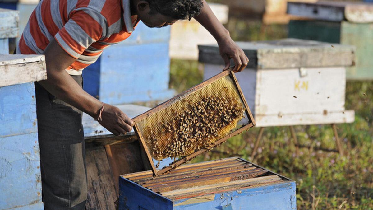 Bring home the bees - The Hindu