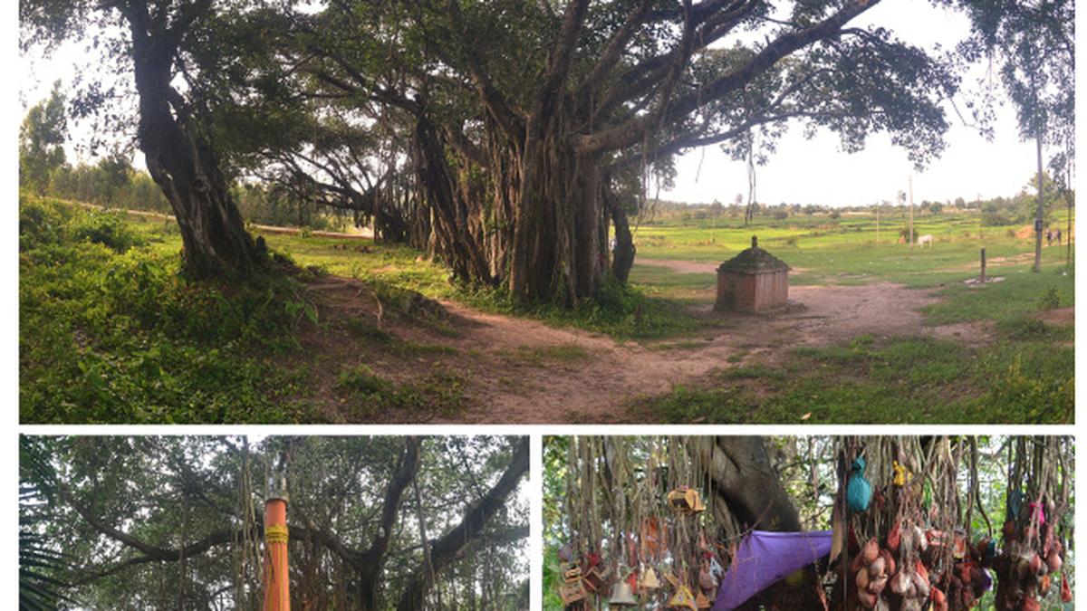 Banyan tree testimony to Rayanna’s hanging - The Hindu