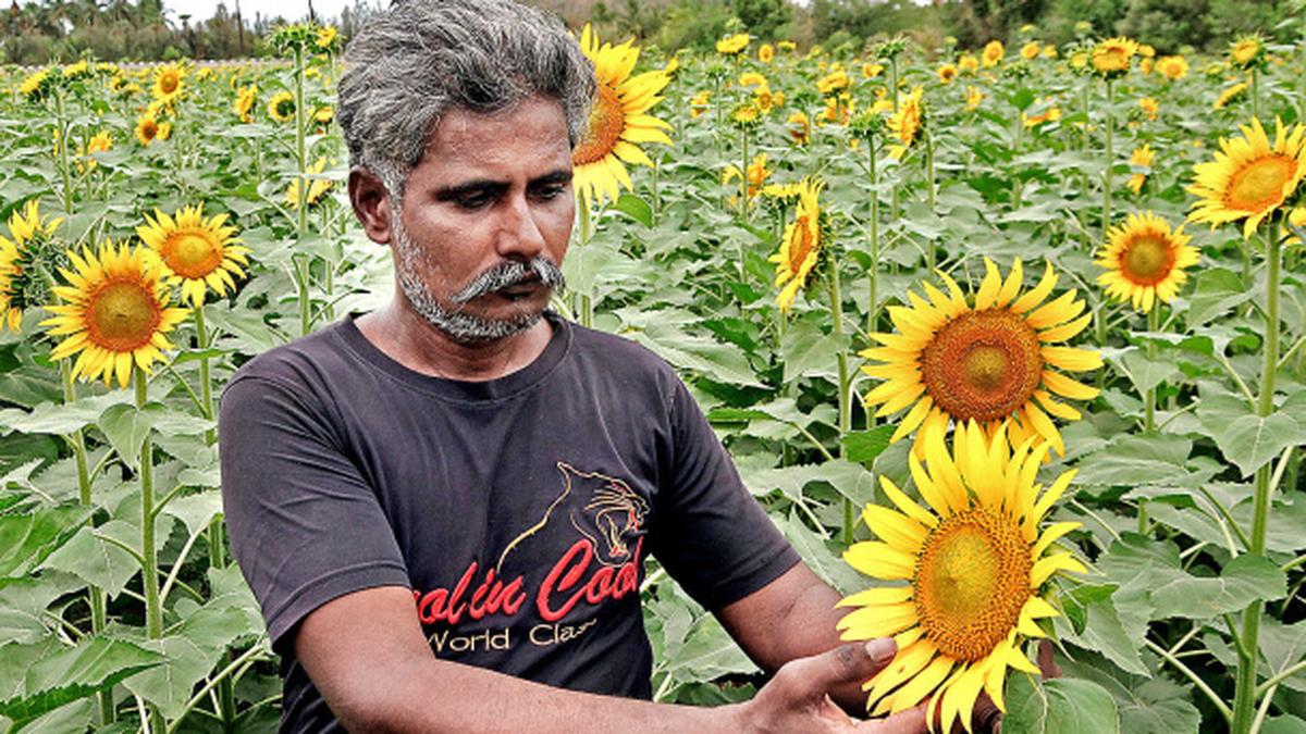 Rains help farmers raise sunflower after 8 years - The Hindu
