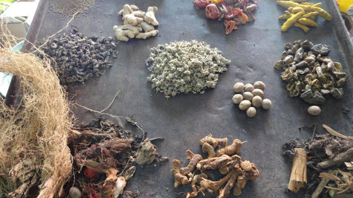 Merchants of traditional medicine - The Hindu