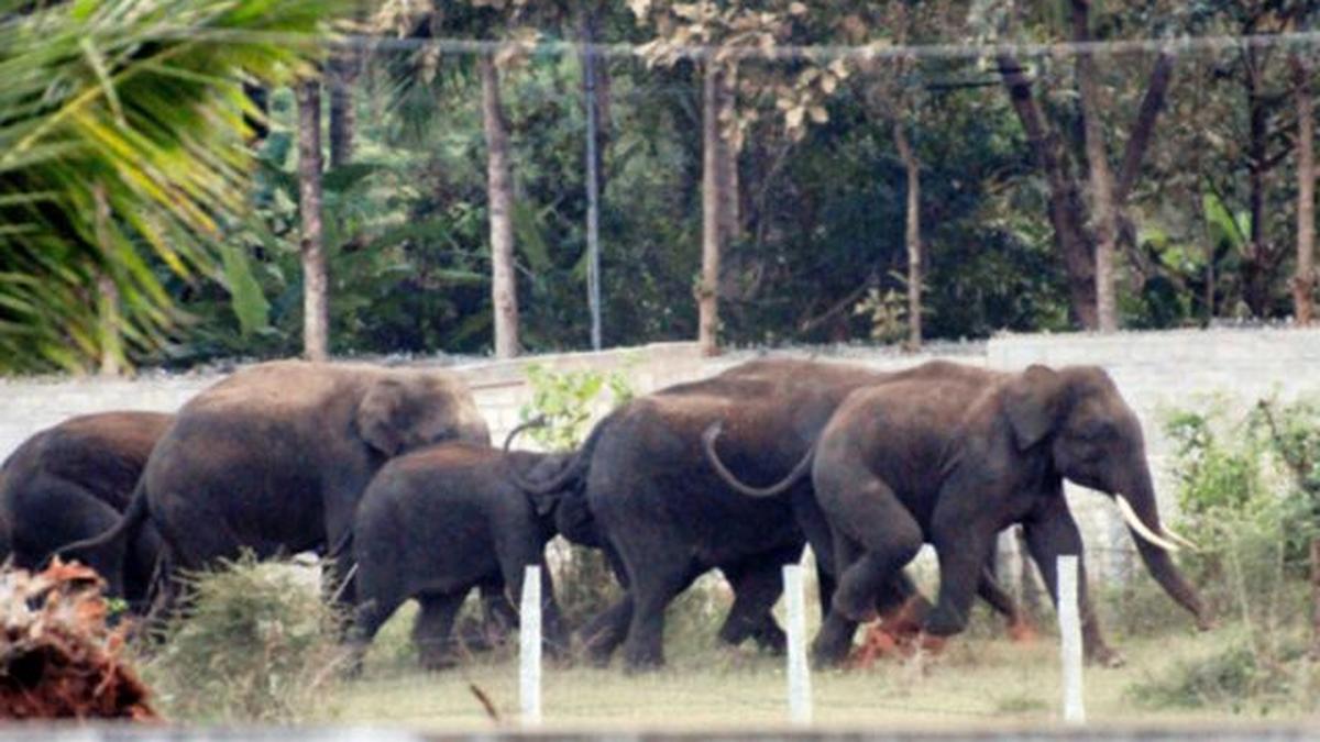 Elephant poaching haunts Kerala - The Hindu
