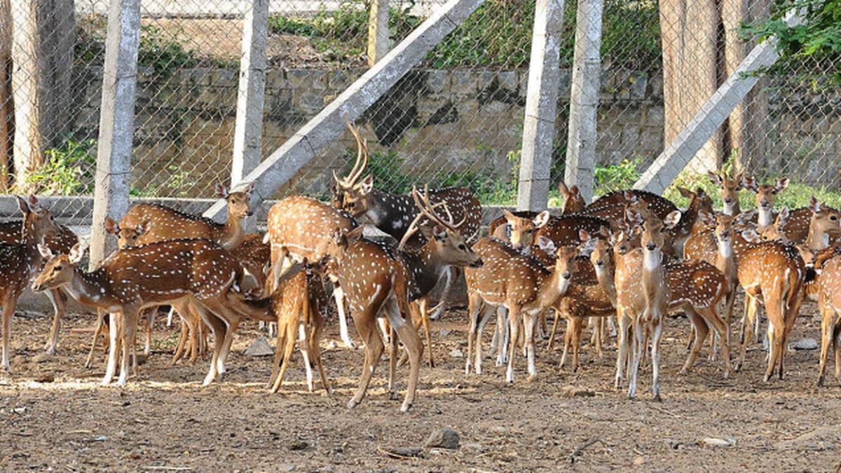 New additions to Krishnagiri dam park - The Hindu