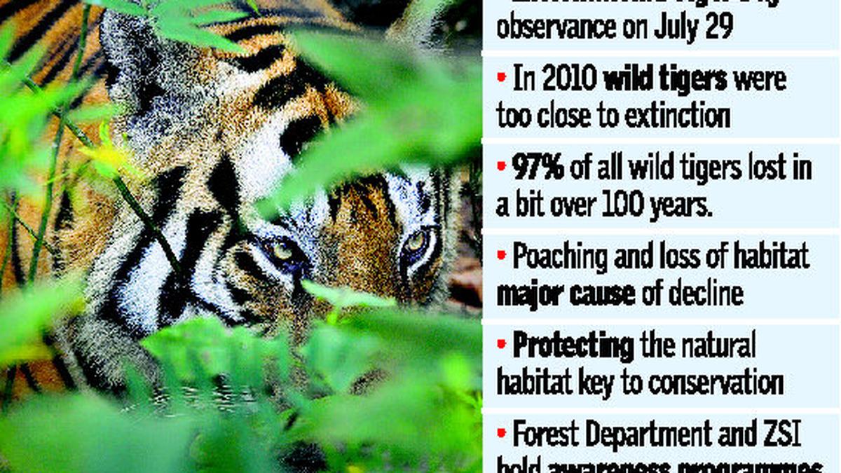 Contests to highlight tiger conservation - The Hindu