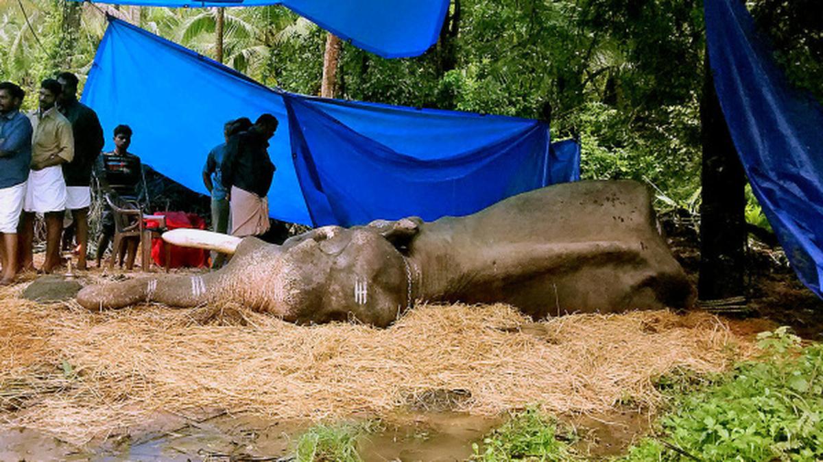 Elephant died due to starvation, ill treatment, alleges Task Force ...